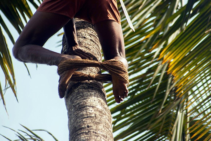 The coconut pluckers of Goa
