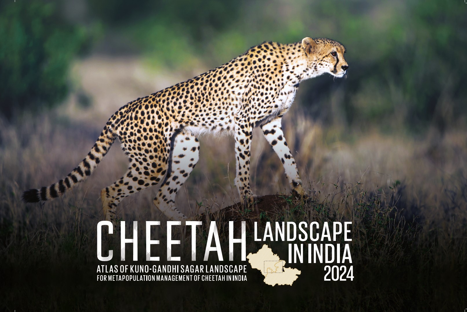 Cheetah Landscape in India 2024